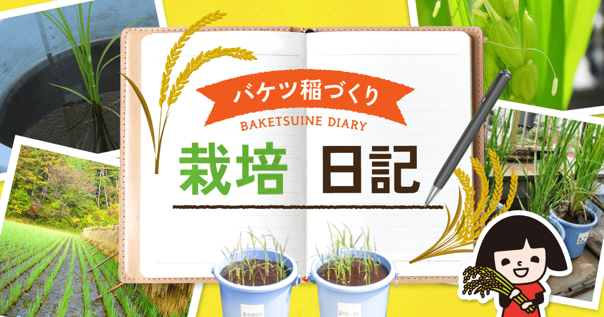 バケツ稲づくり栽培日記